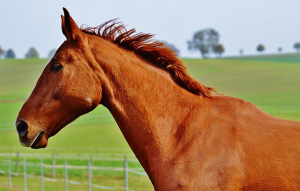 Safe Horse Handling | WORK SAFE KENTUCKY