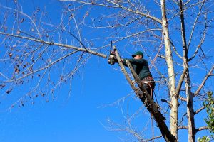 Tree Trimming Safety | WORK SAFE KENTUCKY